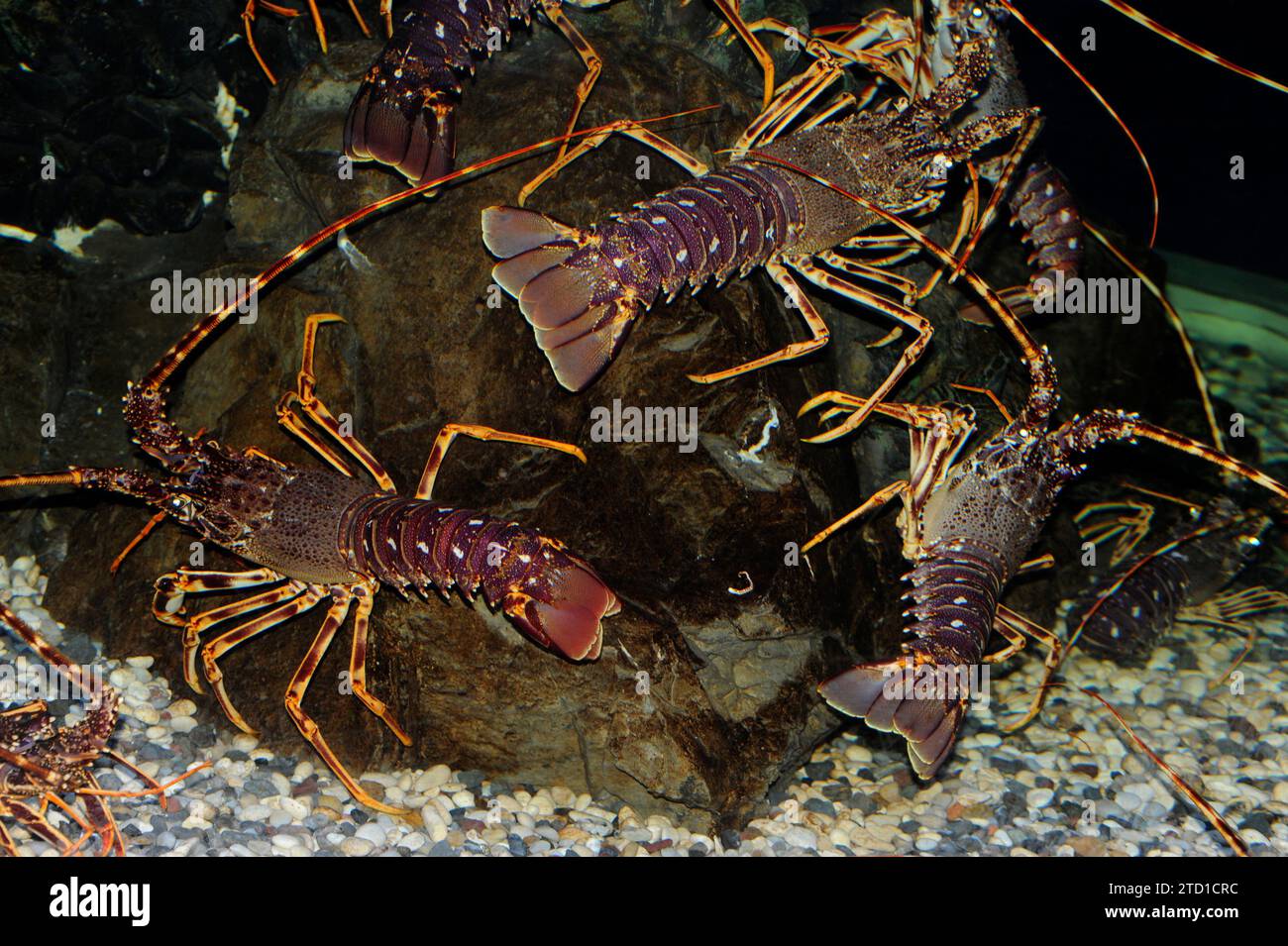 Mediterranean lobster (Palinurus elephas) is an edible crustacean ...