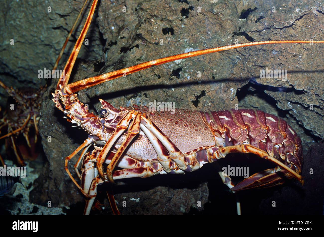 Mediterranean lobster (Palinurus elephas) is an edible crustacean ...