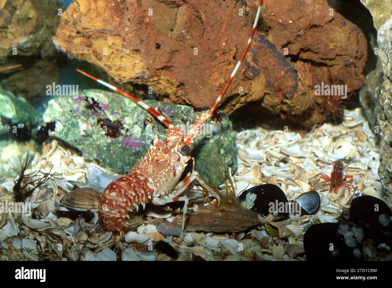 Pink spiny lobster (Palinurus mauritanicus) is an edible crustacean ...