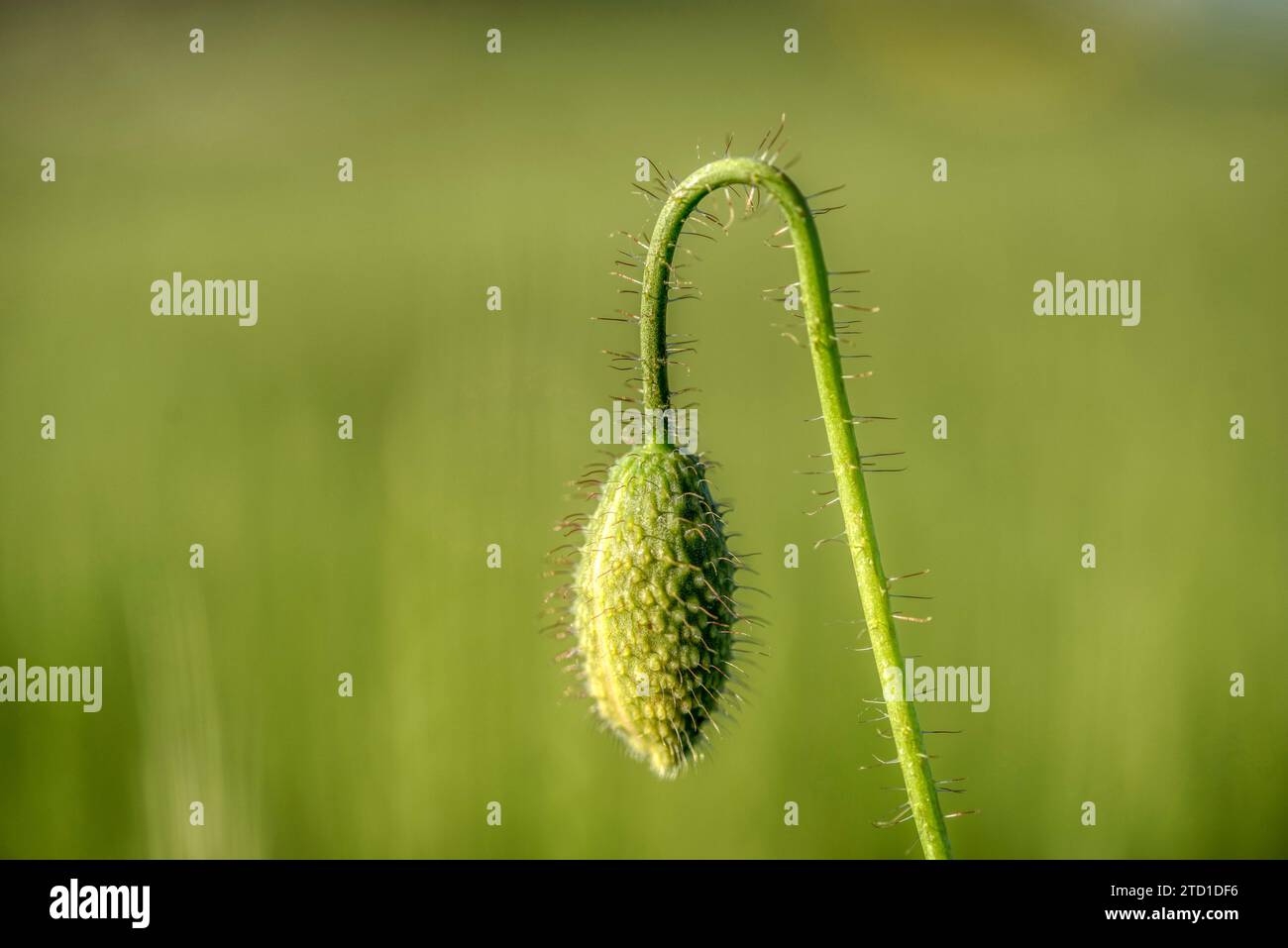 Poppy bud in his prime. the flower is odorless. flower magic. almost ...