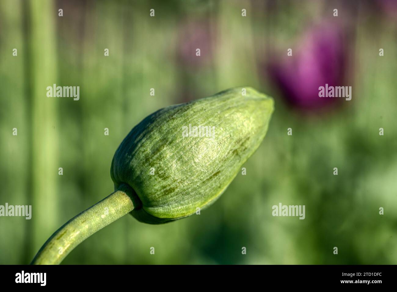 Purple poppy flowers with green buds and pods, edible, healthy ...