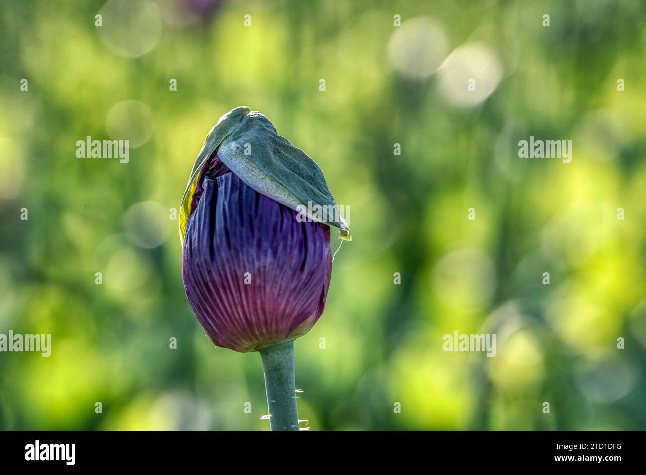 Purple poppy flowers with green buds and pods, edible, healthy ...