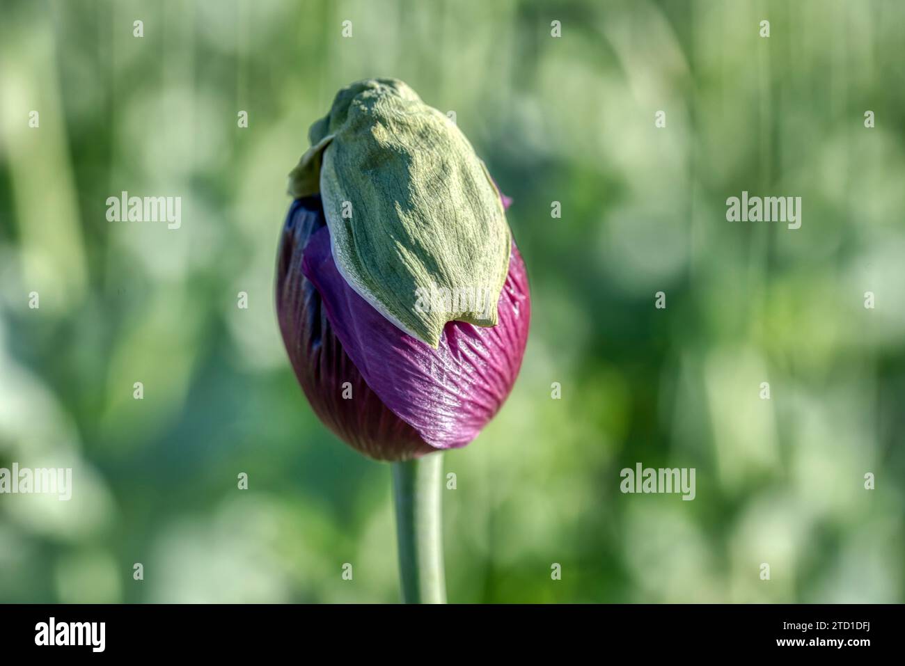 Purple poppy flowers with green buds and pods, edible, healthy ...