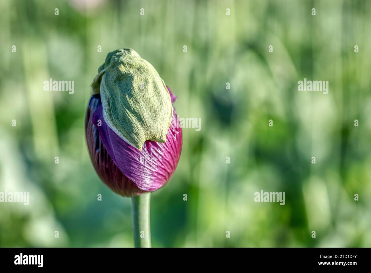 Purple poppy flowers with green buds and pods, edible, healthy ...