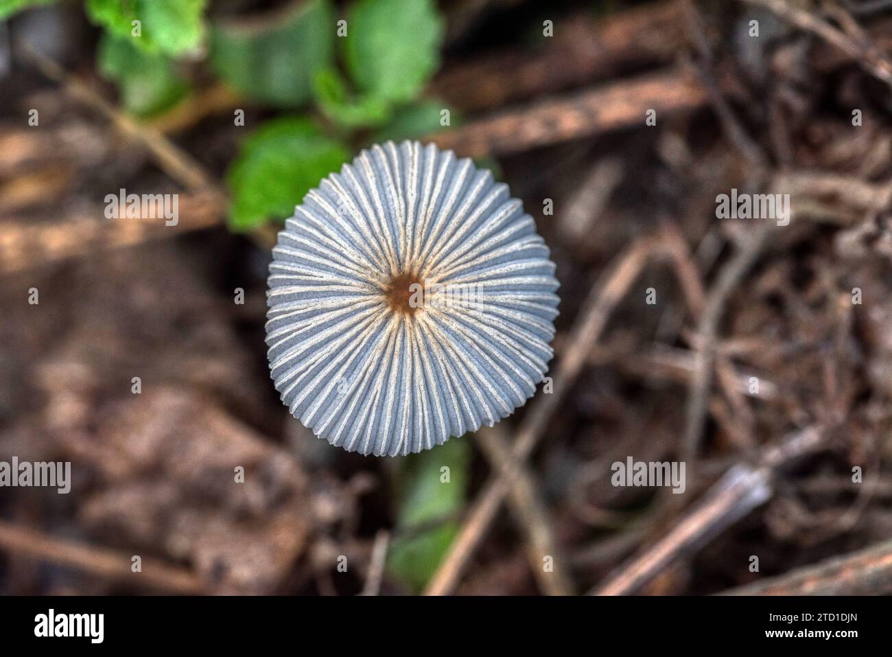 Coprinus leiocephalus. This 'common and widespread woodland inkcap' was ...