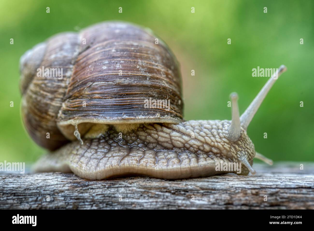 Helicidae family hi-res stock photography and images - Alamy
