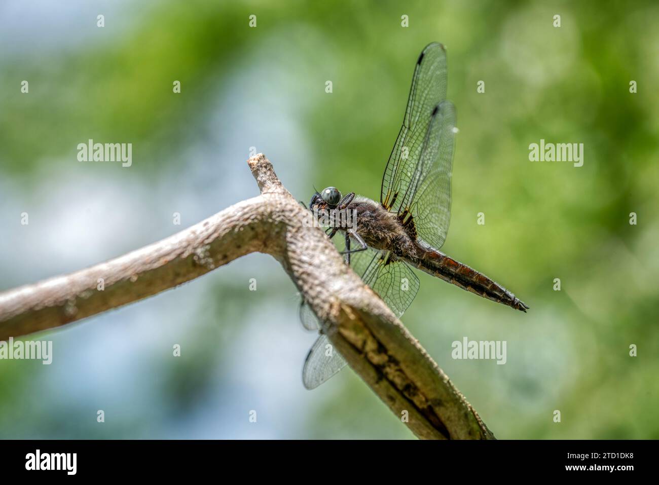 Hatched dragon hi-res stock photography and images - Alamy