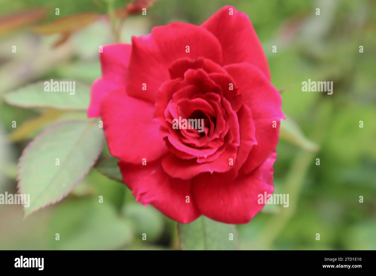 Beautiful Red Rose flower plant with green background Stock Photo - Alamy