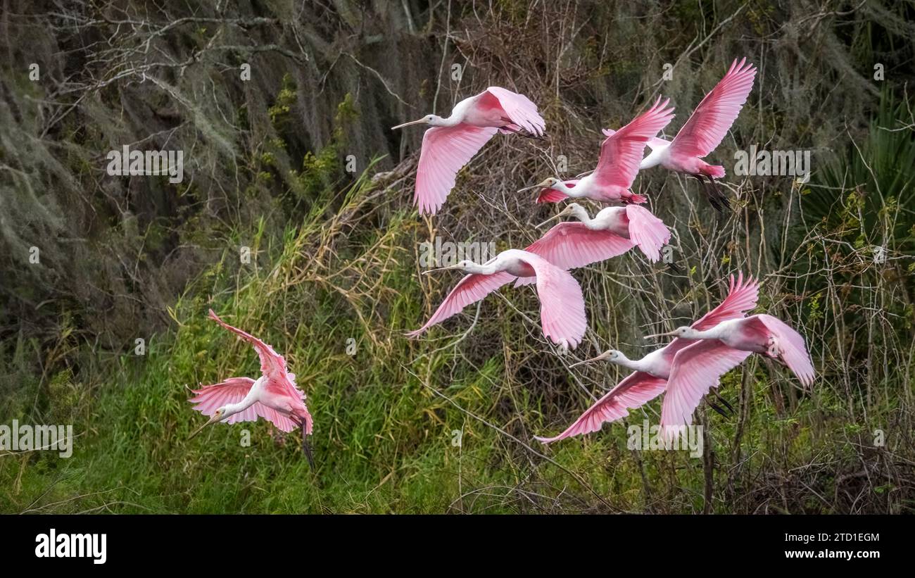 A flock of pink Roseate Spoonbills flying in Myakka River State Park in ...