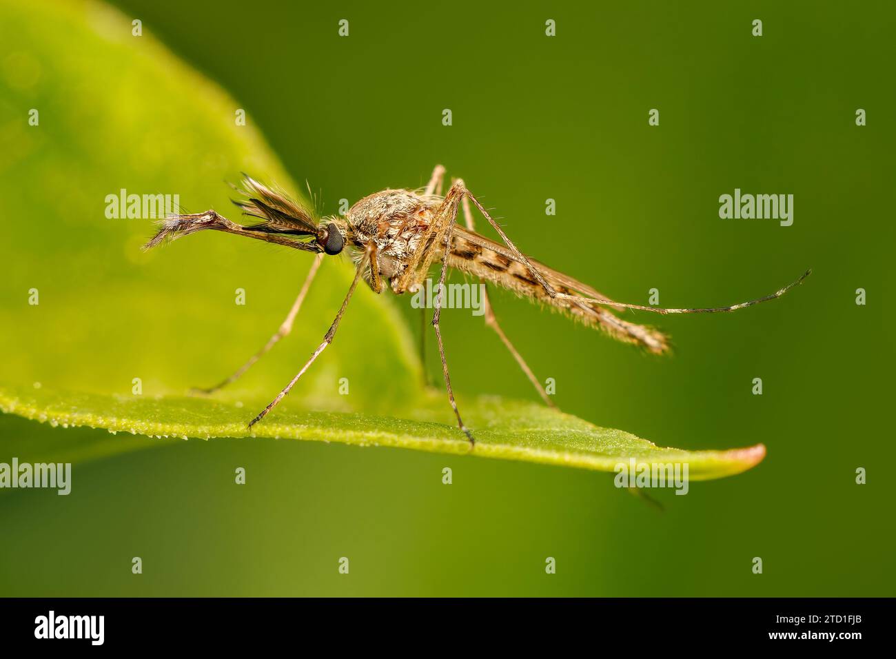Male mosquito resting on a leaf with green blurred background and copy ...