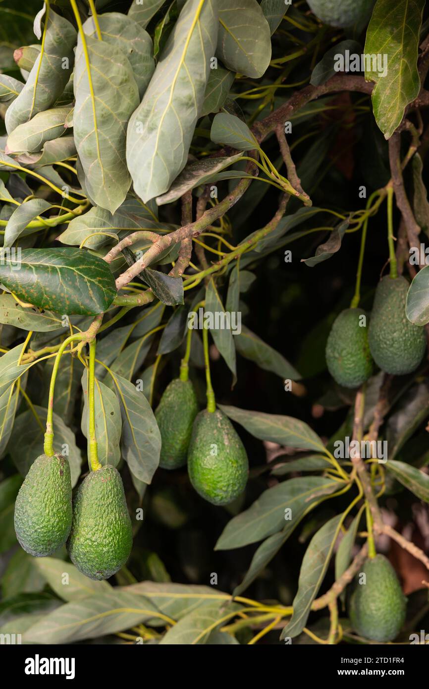 Green ripe avocado fruits hanging on tree, new harvest in orchard or on ...