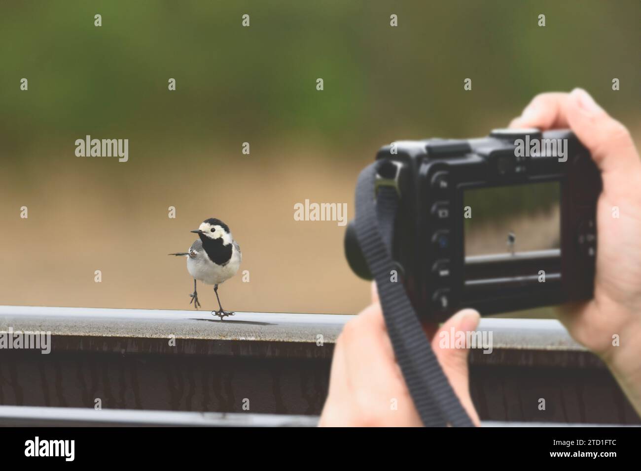 Funny bird dancing and posing to young wildlife photographer Stock ...