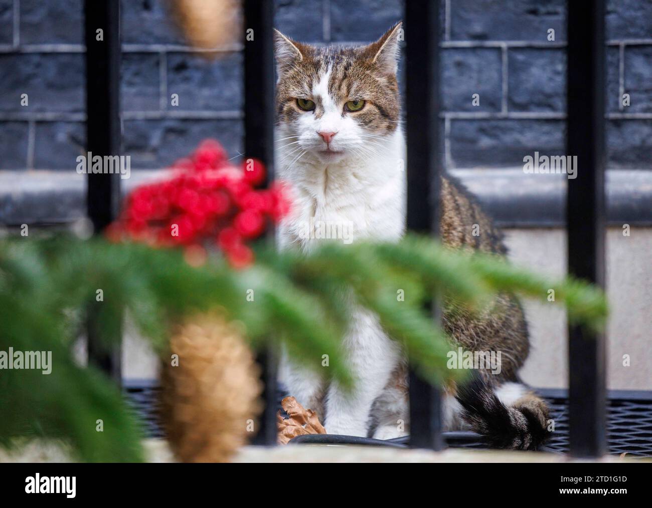 London, UK 15 Dec 2023 Larry the Cat, Chief Mouser to the Treasury. The ...