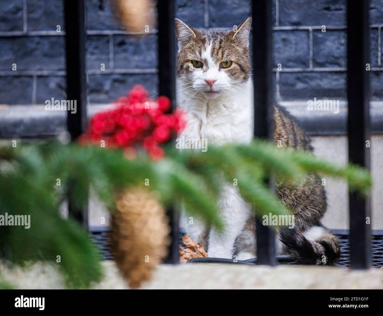 London, UK 15 Dec 2023 Larry the Cat, Chief Mouser to the Treasury. The ...