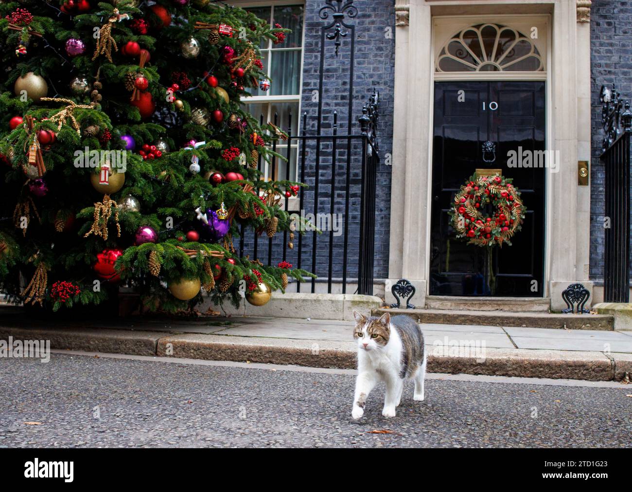 London, UK 15 Dec 2023 Larry the Cat, Chief Mouser to the Treasury, at ...