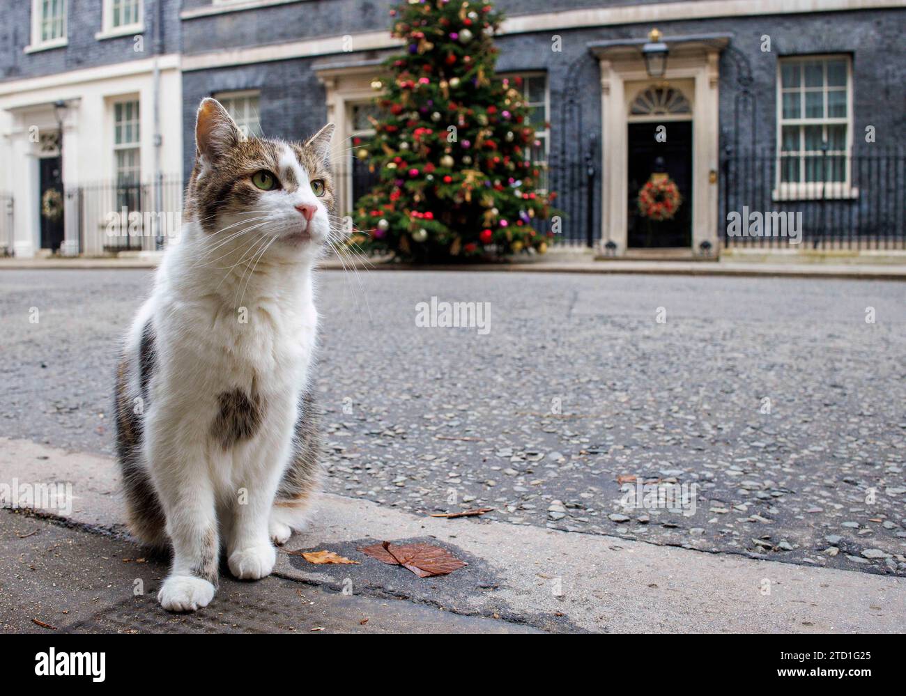 London, UK 15 Dec 2023 Larry the Cat, Chief Mouser to the TreasuryThe ...