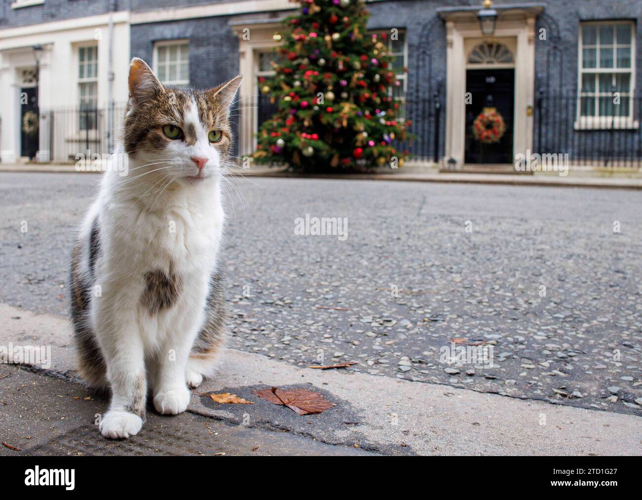 London, UK 15 Dec 2023 Larry the Cat, Chief Mouser to the TreasuryThe ...