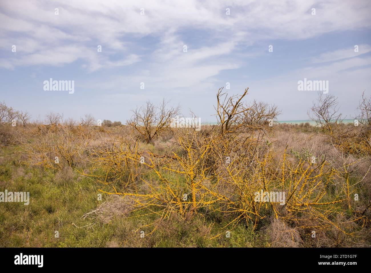 Old trees are covered with lichen. Shirvan Reserve. Azerbaijan Stock ...