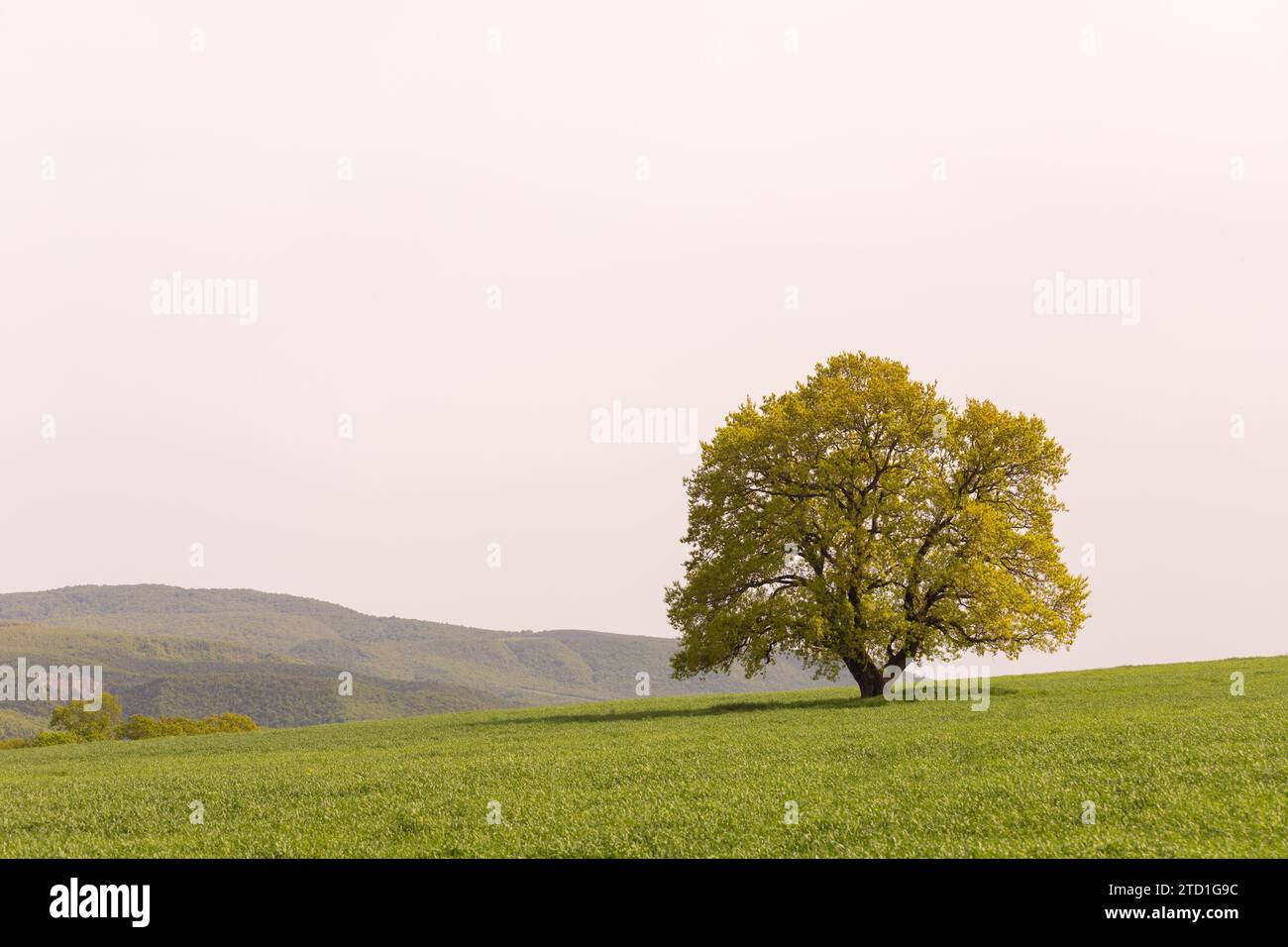 Green field with trees. Ismayilli region. Azerbaijan Stock Photo - Alamy