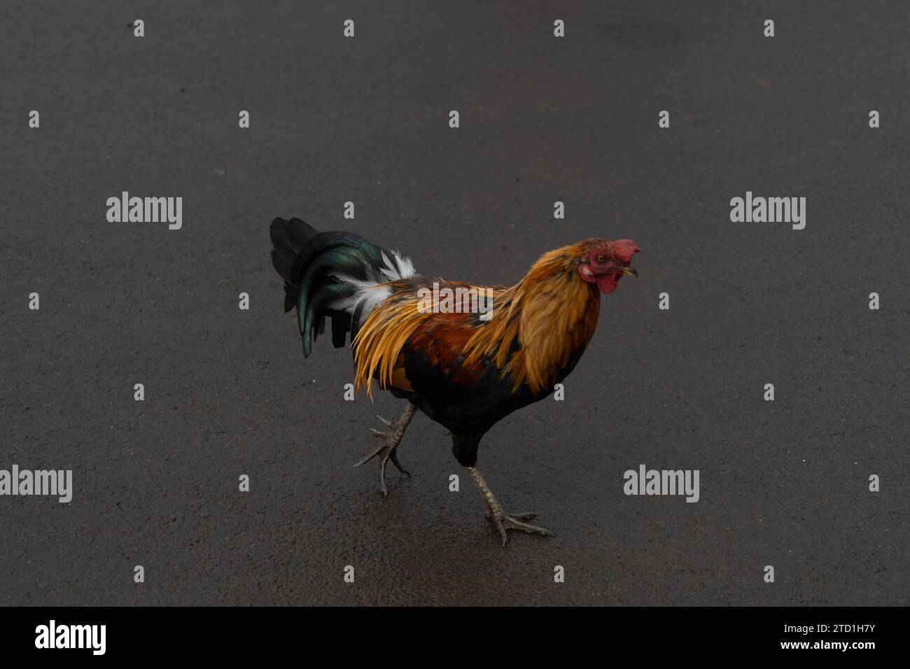 Hawaiian wild rooster in waimea canyon state park in Kauai Island Stock ...