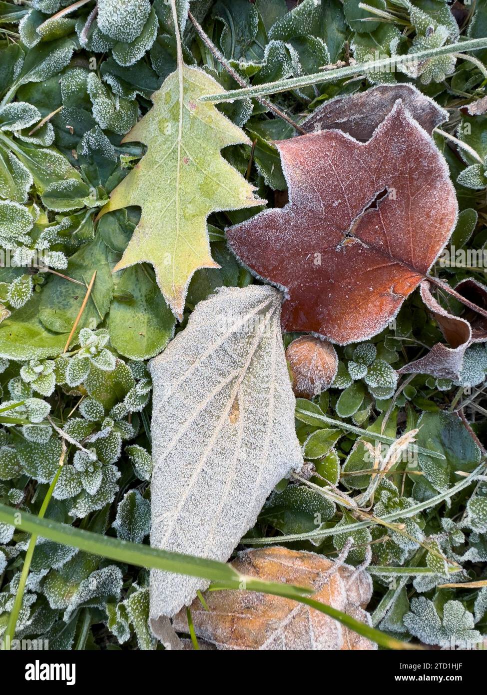a beautiful picture of fallen leaves covered in frost during the winter ...