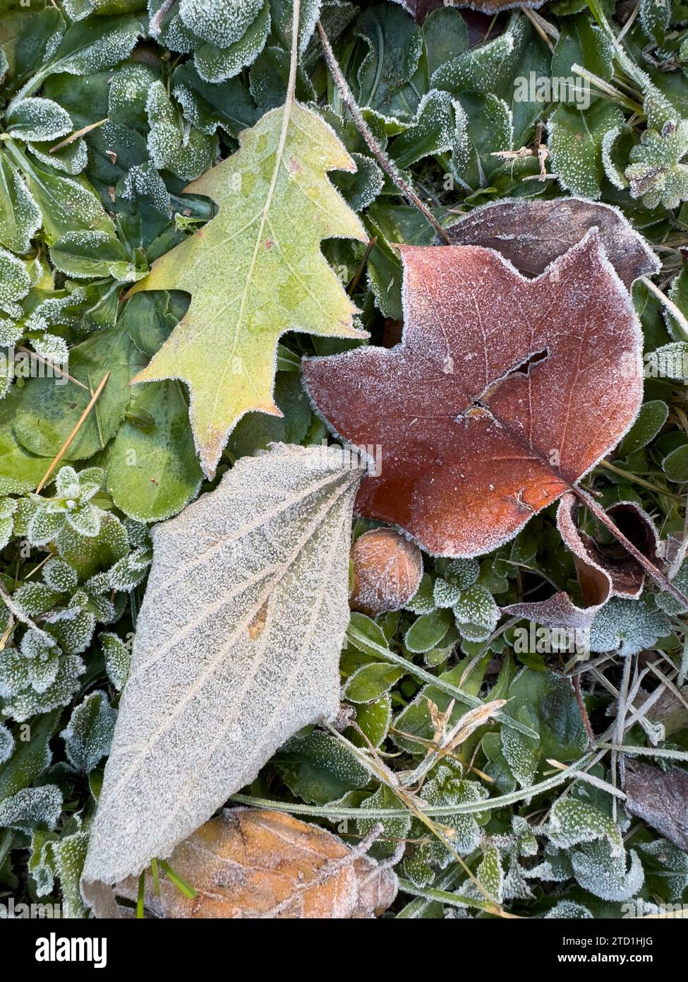 a beautiful picture of fallen leaves covered in frost during the winter ...