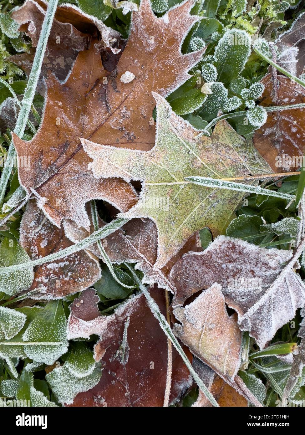 a beautiful picture of fallen leaves covered in frost during the winter ...