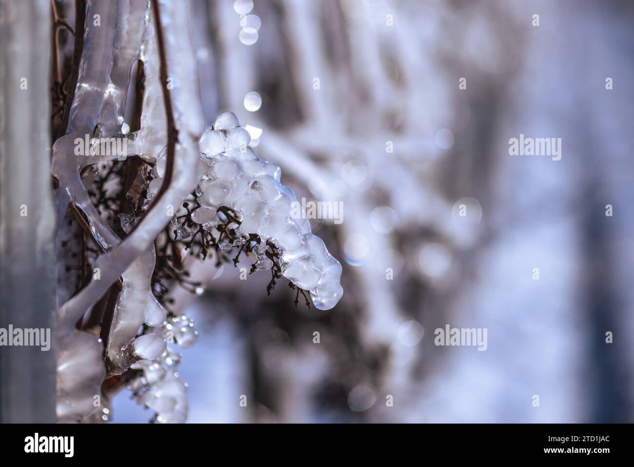 A frozen grape, delicately encased in frost, stands against a snowy ...