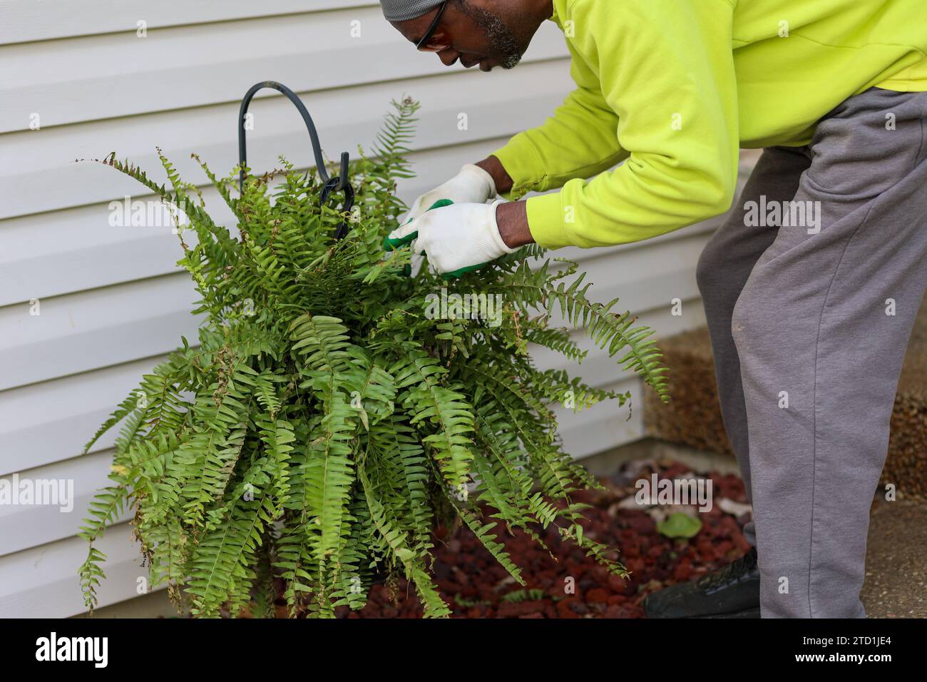 American life plant hi-res stock photography and images - Alamy