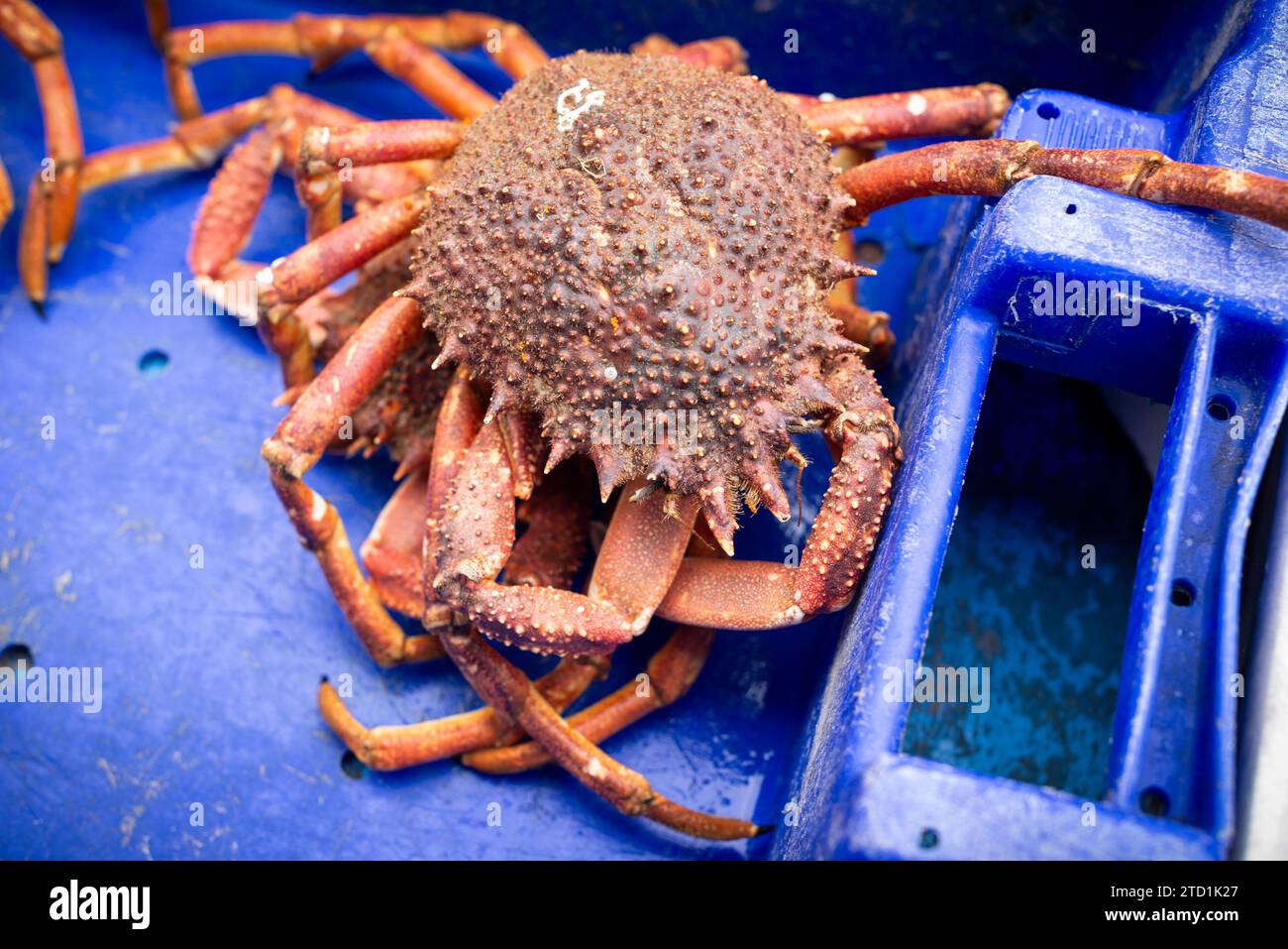 A large spider crab sits on a blue container waiting to go to market in ...