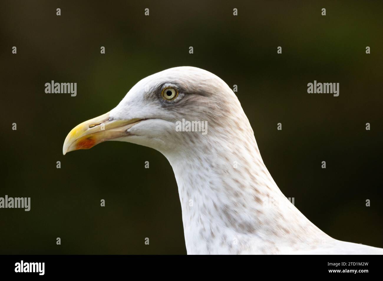 White brown flecking hi-res stock photography and images - Alamy