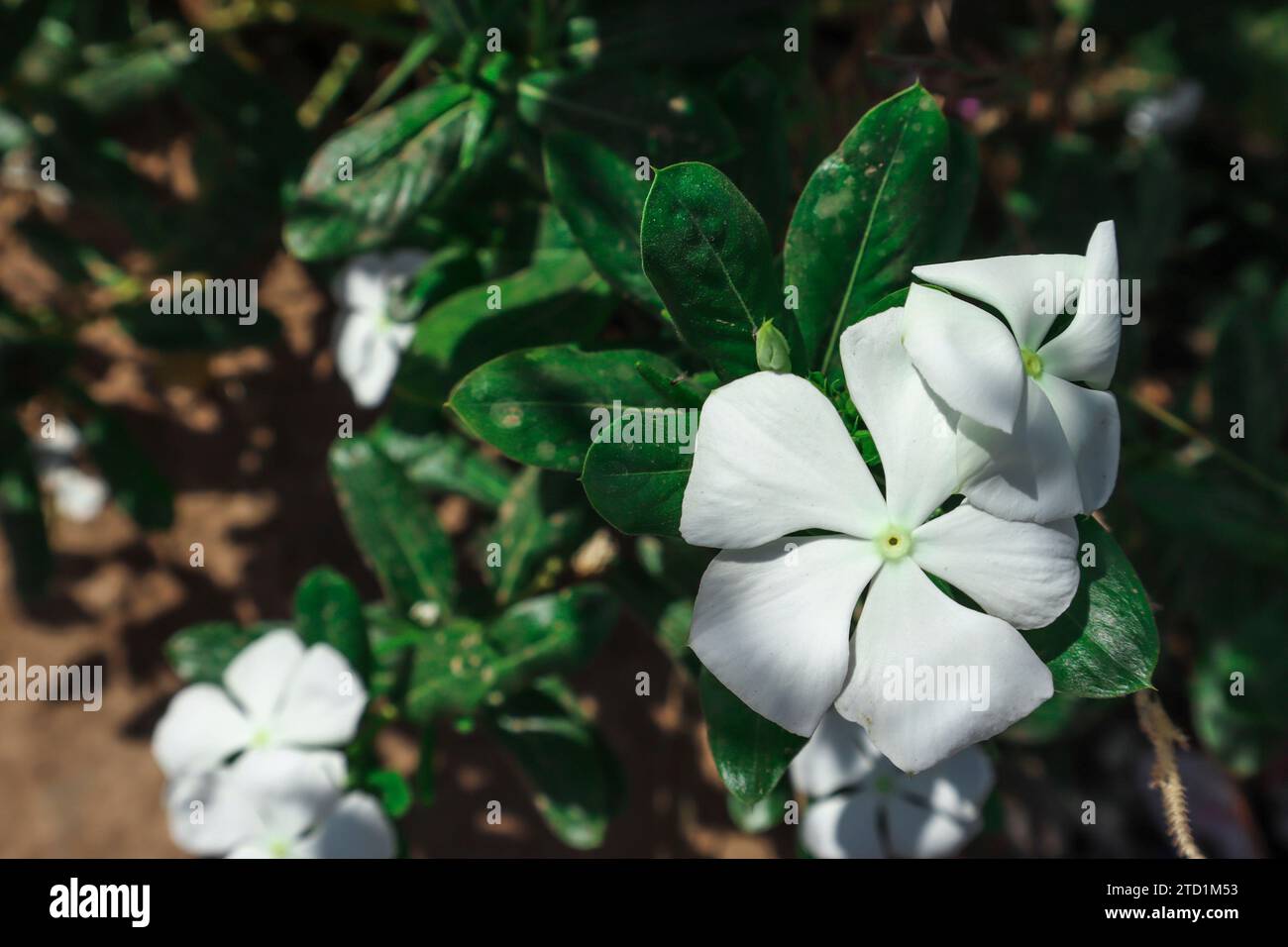 White vinca flower, sadabahar ke phool safed Stock Photo - Alamy
