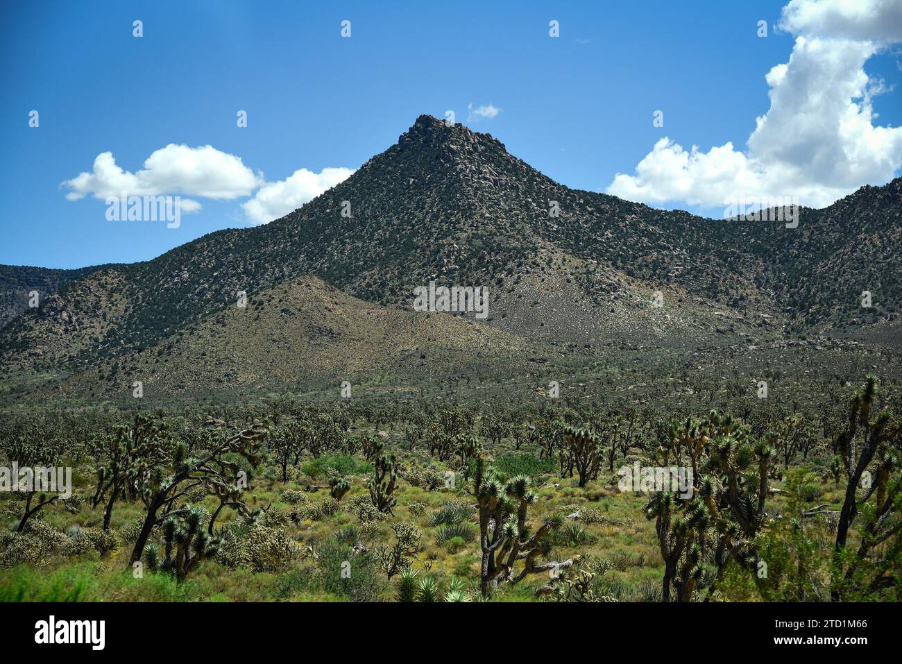 The Landscape of Arizona's Joshua Tree Forest - USA Stock Photo - Alamy