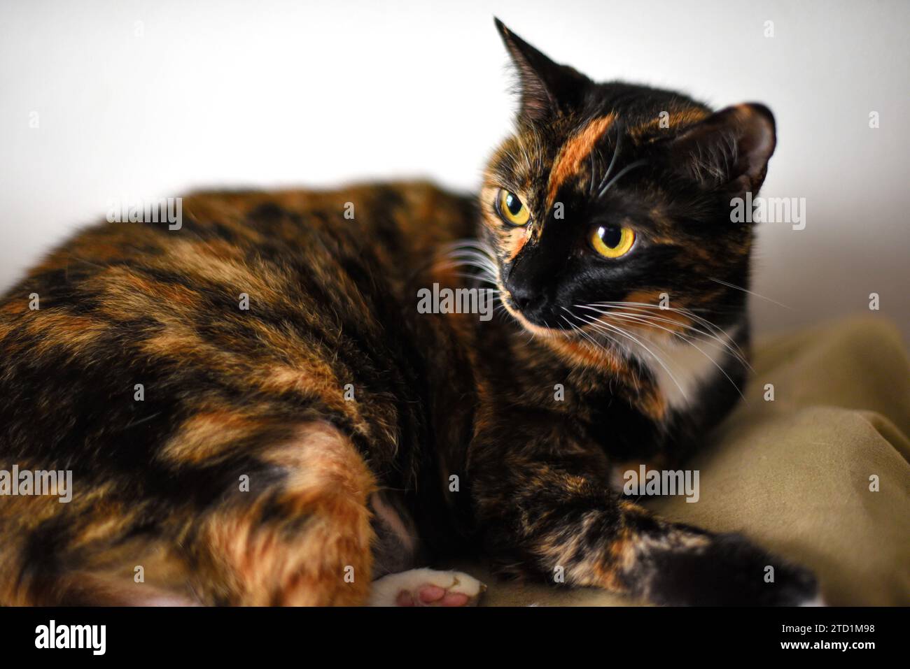 One eyed calico cat hi-res stock photography and images - Alamy