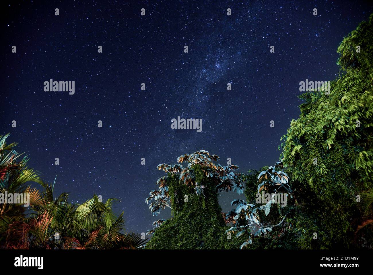 A Starry Night Sky over the Trees in the Countryside of Brazil Stock ...