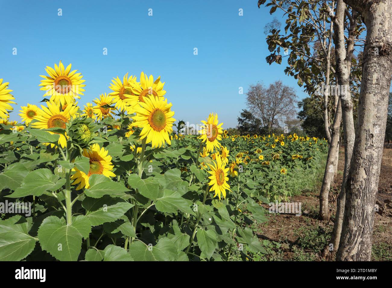 Many bright yellow big sunflowers hi-res stock photography and images ...