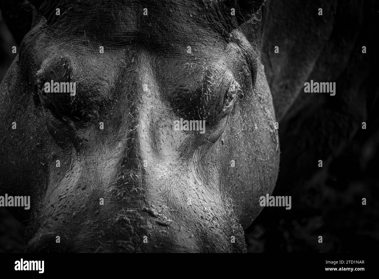 Front head view of a hippopotamus in black and white Stock Photo - Alamy