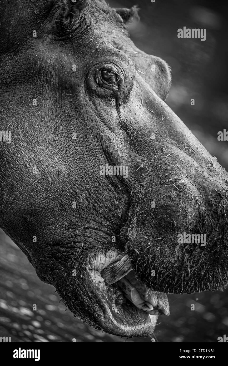 Hippopotamus Head