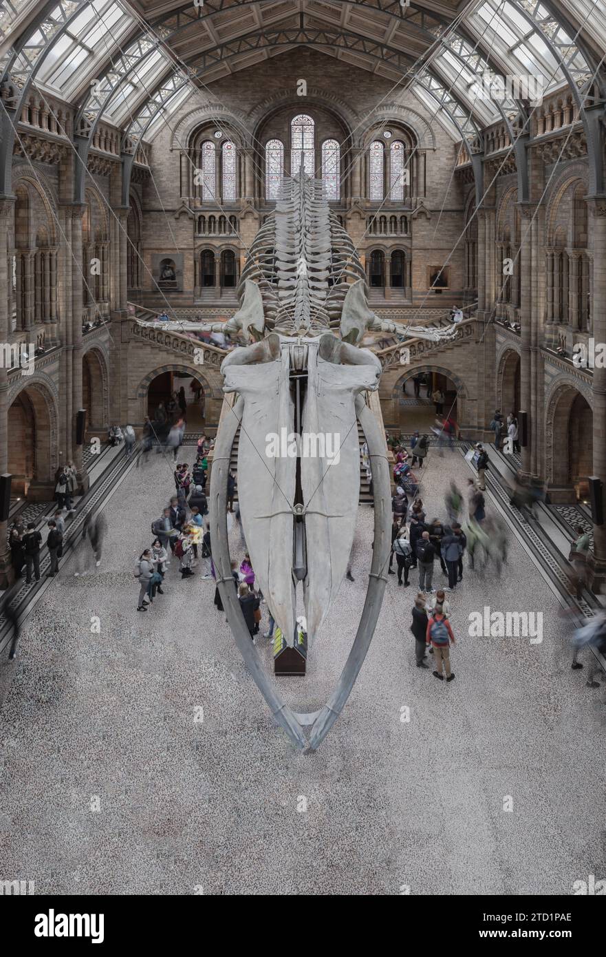 London, UK - Nov 01, 2023 - The Blue Whale Skeleton (Hope) A fossil ...