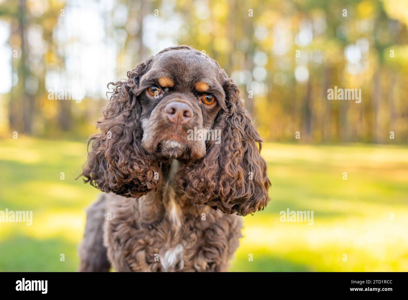 Chocolate American cocker spaniel playing at a pack with green background Stock Photo - Alamy