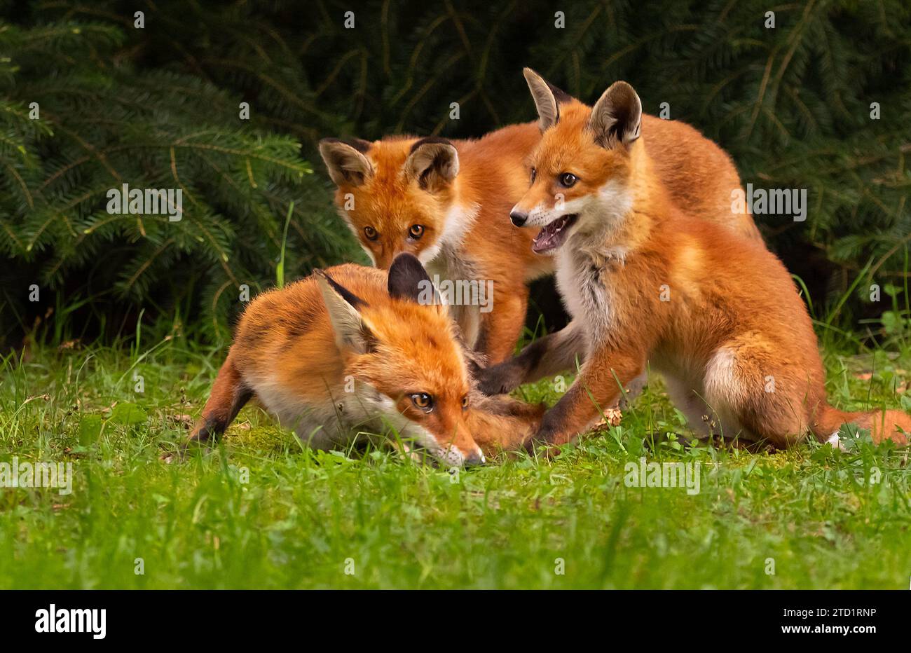 Vulpes l hi-res stock photography and images - Alamy