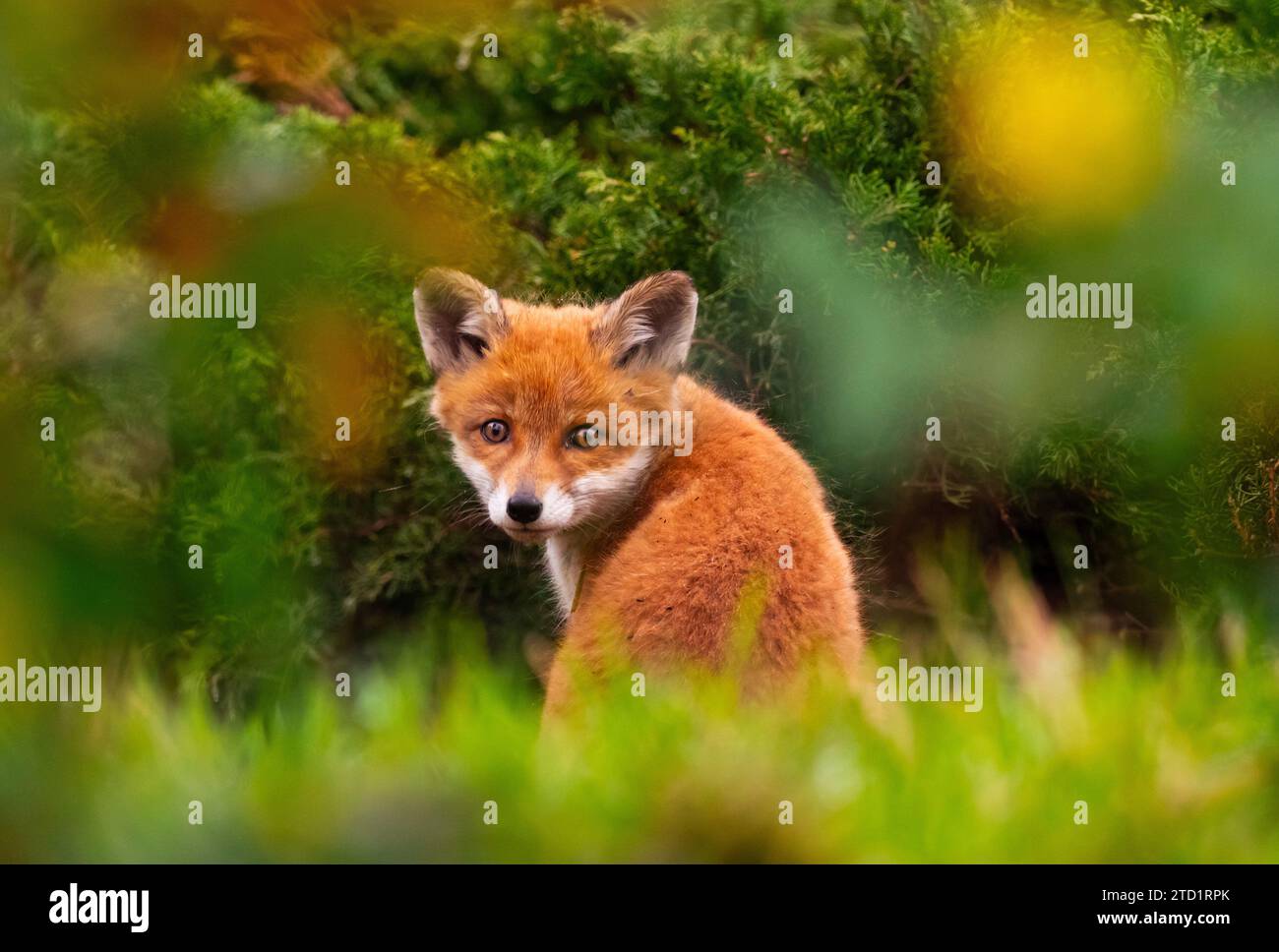 Cross eyed animals hi-res stock photography and images - Alamy
