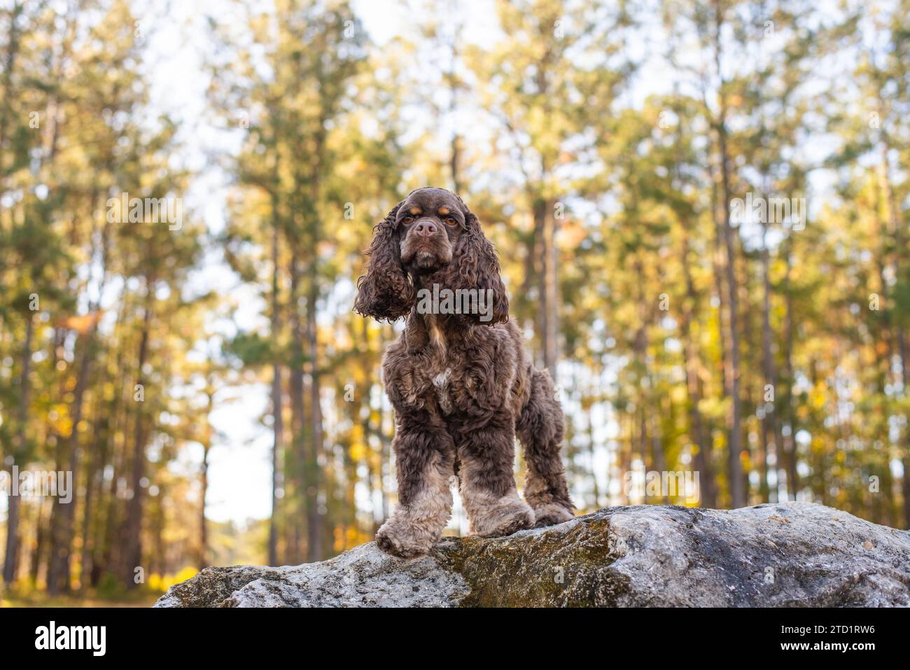 Chocolate American cocker spaniel playing at a pack with green ...