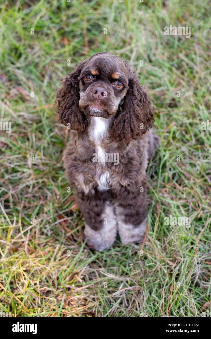 Chocolate American cocker spaniel playing at a pack with green background Stock Photo - Alamy