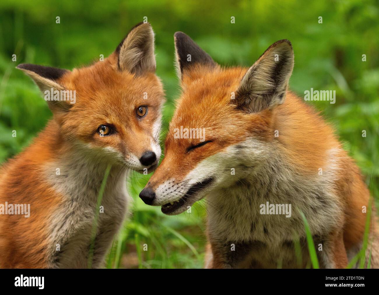 Vulpes vulpes l hi-res stock photography and images - Alamy