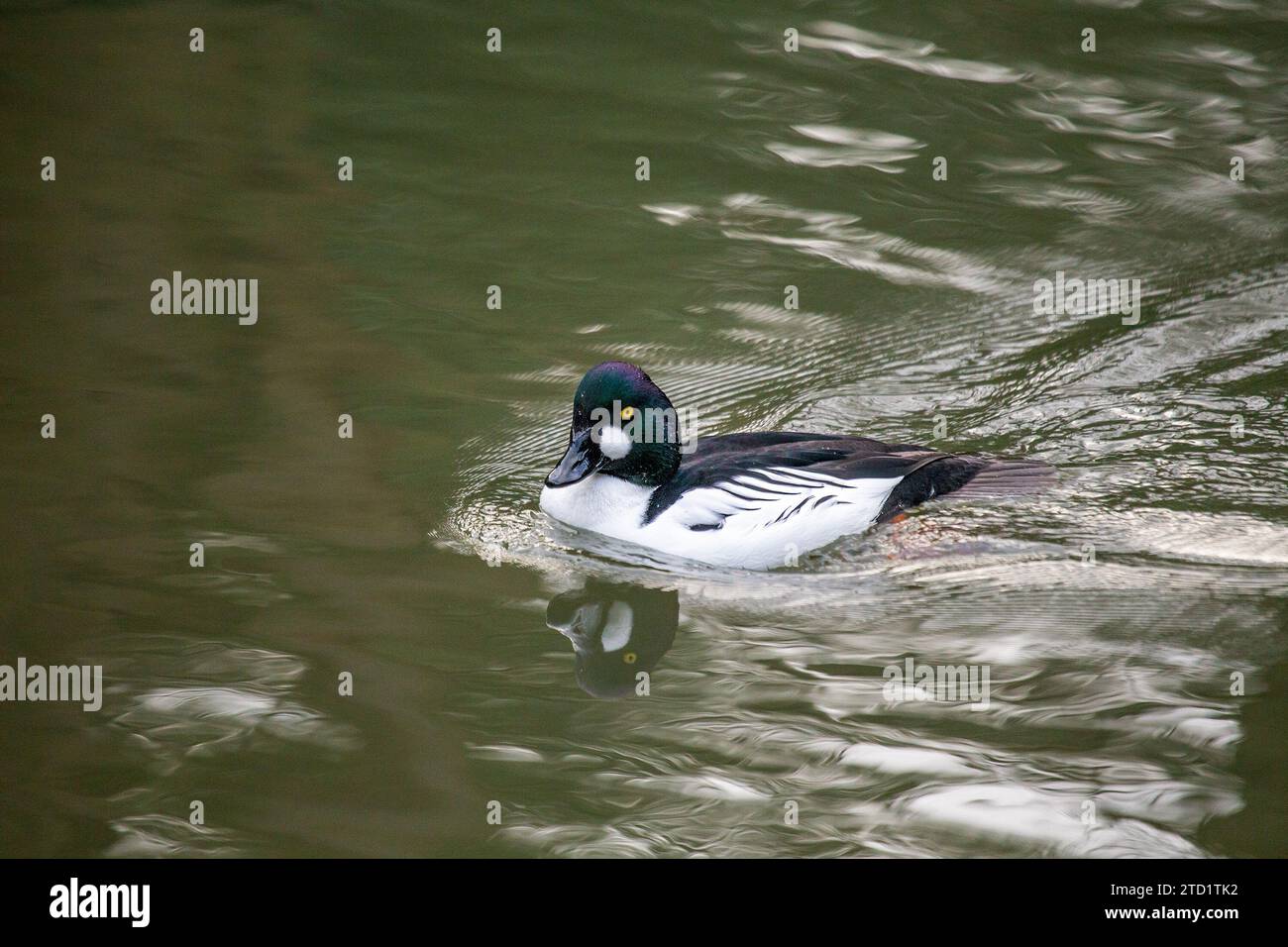 Bold plumage hi-res stock photography and images - Alamy