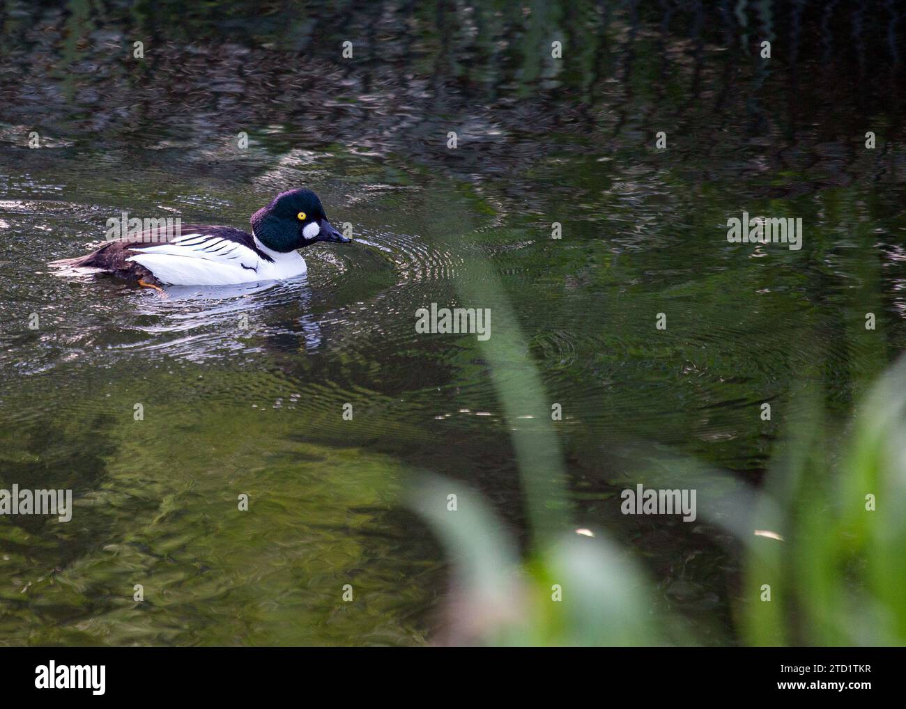 Striking Common Goldeneye (Bucephala clangula) in its natural habitat ...