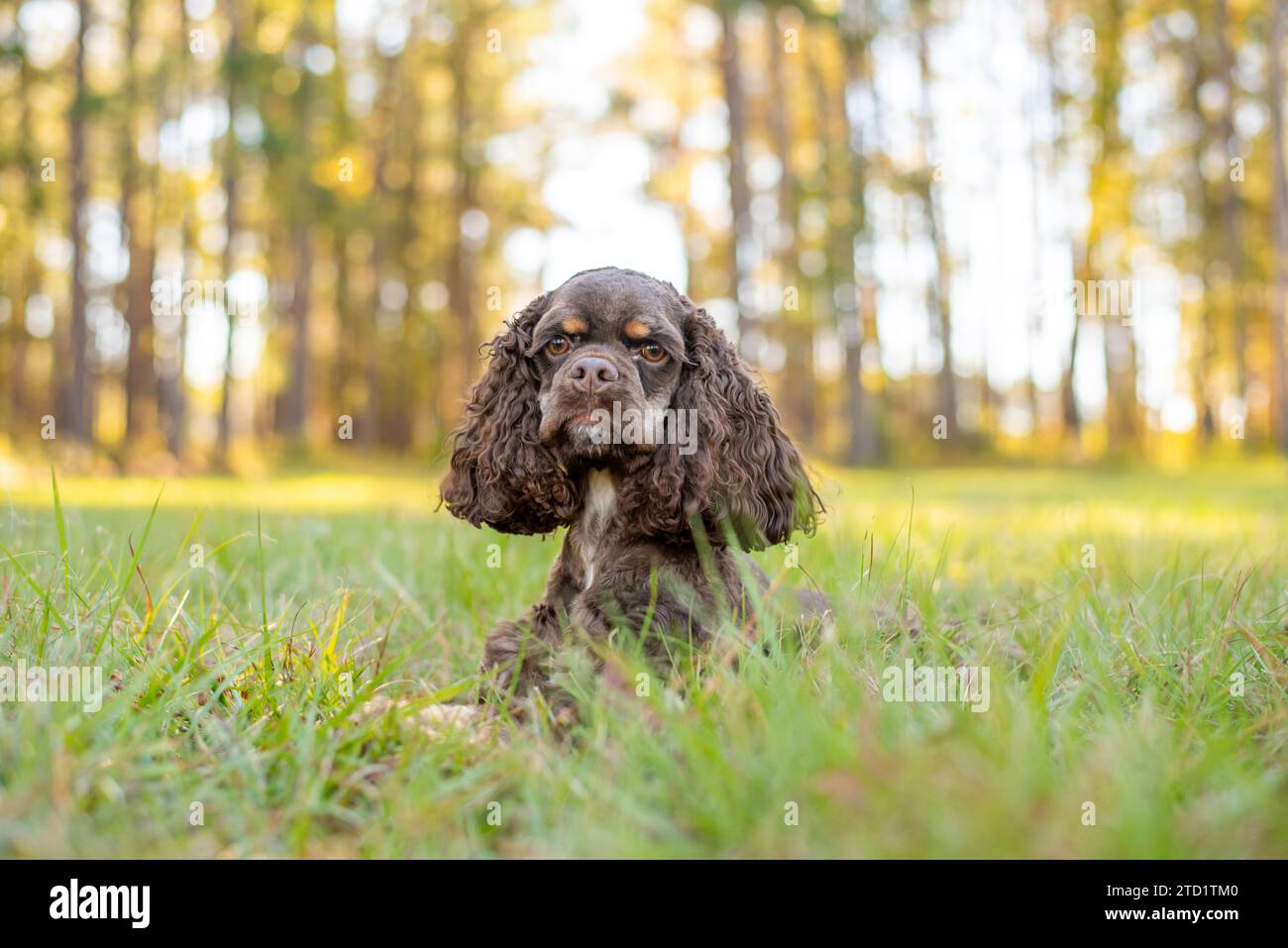 Chocolate American cocker spaniel playing at a pack with green ...