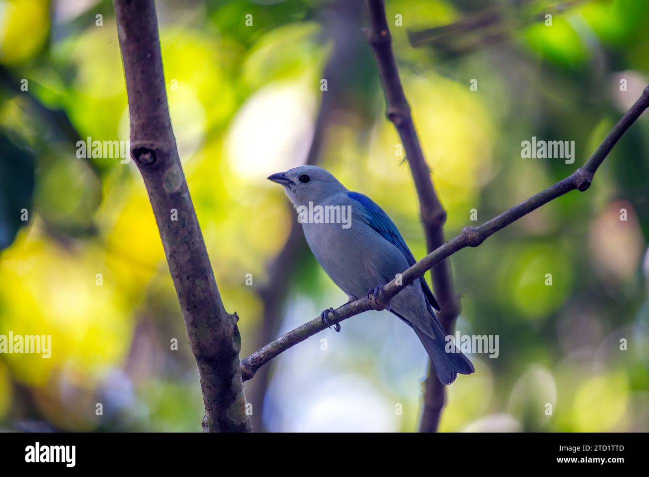 Enchanting Blue-gray Tanager (Thraupis episcopus) brings tropical ...