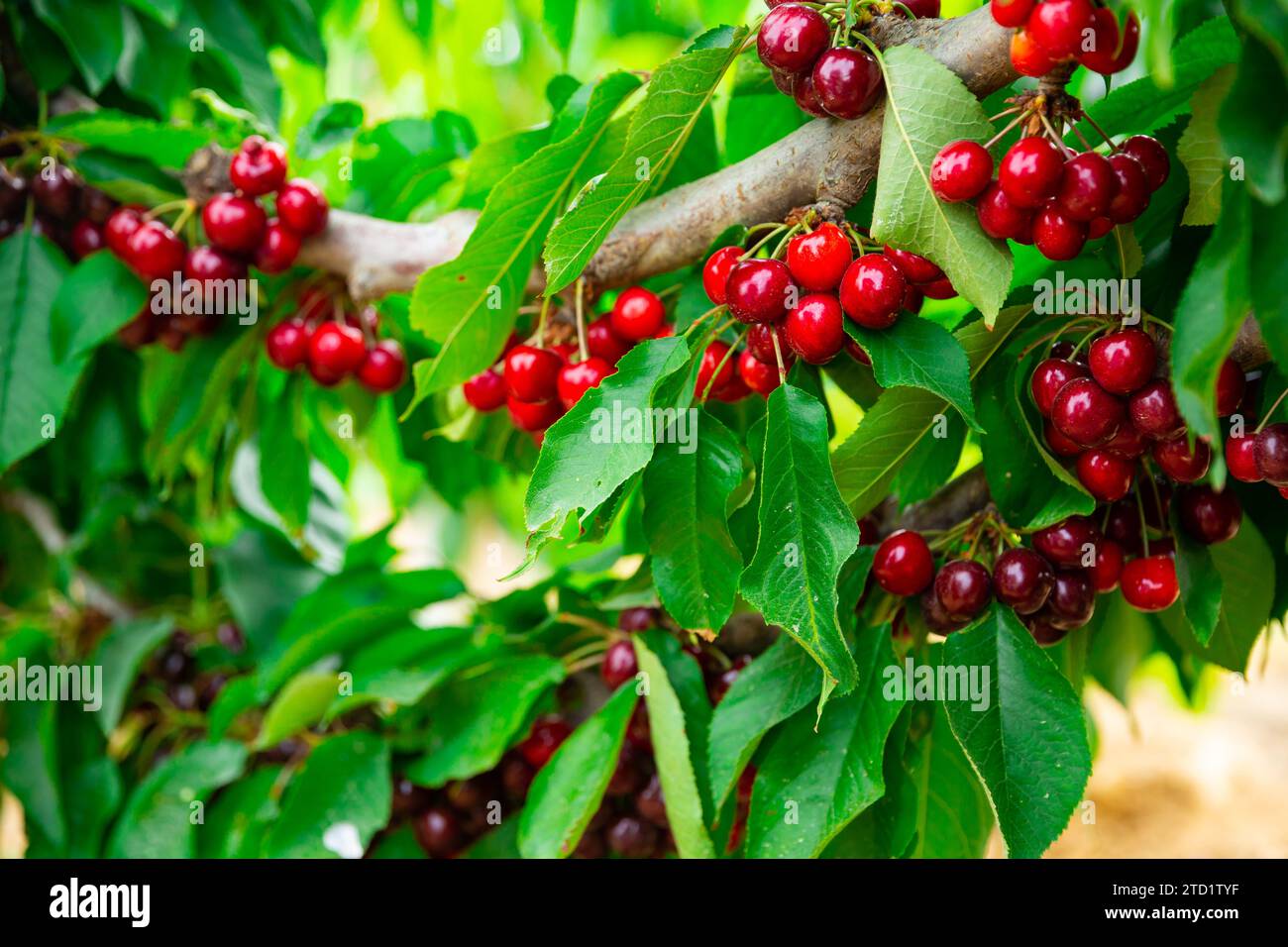 Branches of sweet cherry tree with ripe berries Stock Photo - Alamy